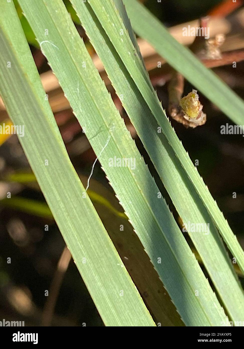 Jamaica swamp sawgrass (Cladium mariscus jamaicense) Plantae Stock ...