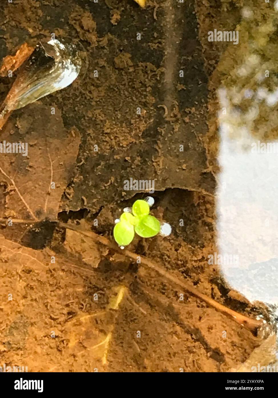 duckweeds (Lemnoideae) Plantae Stock Photo - Alamy