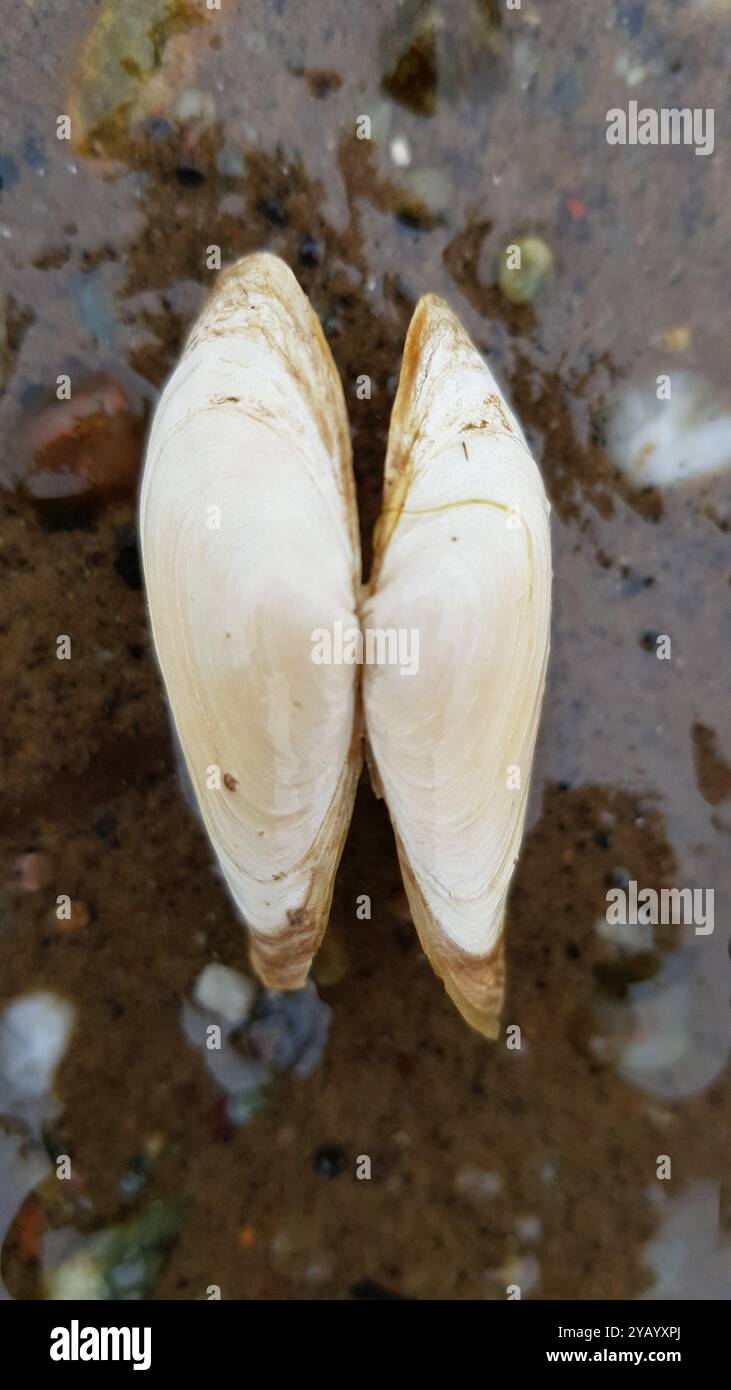 Soft-shelled Clam (Mya arenaria) Mollusca Stock Photo - Alamy