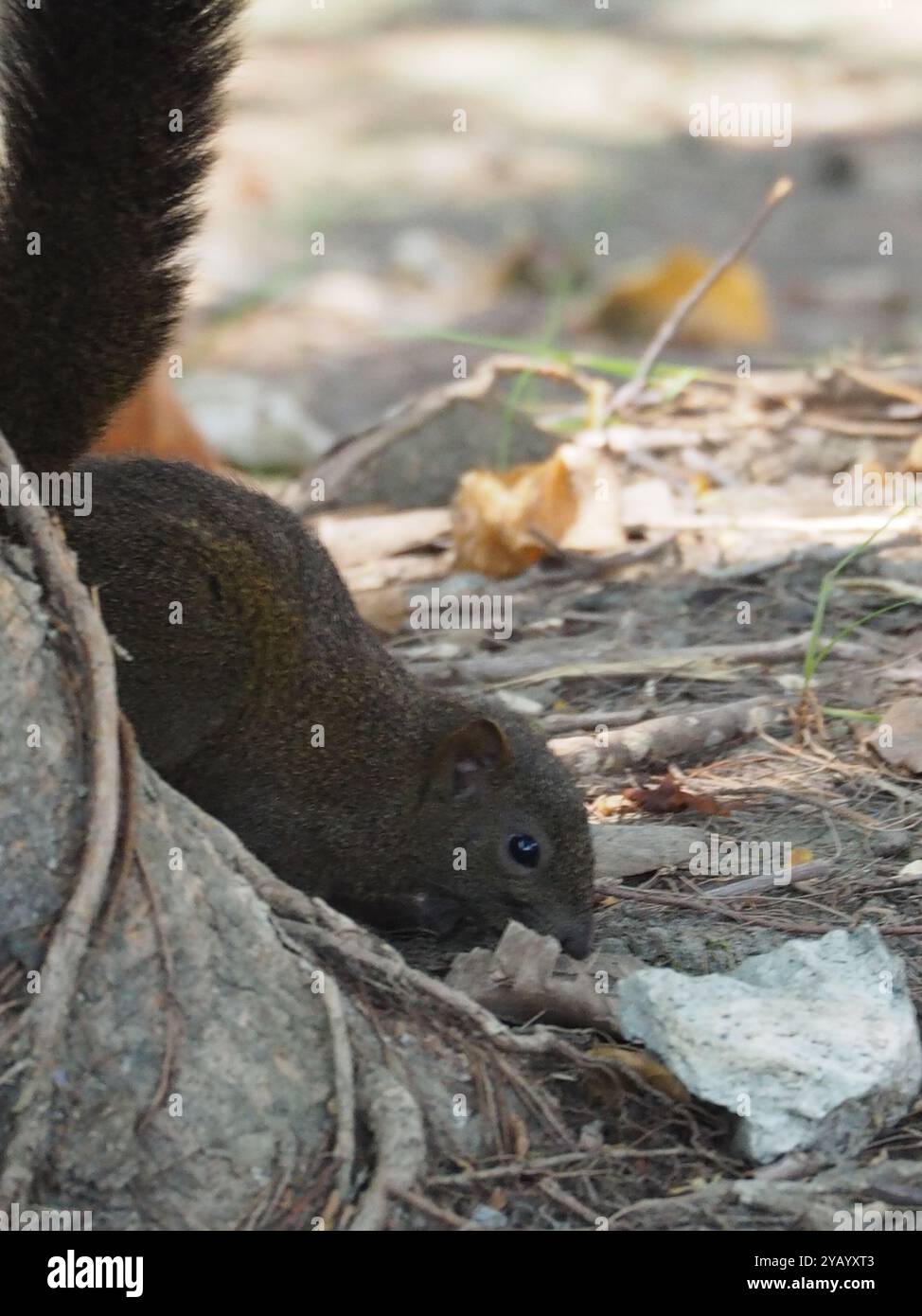 Taiwan Squirrel (Callosciurus erythraeus thaiwanensis) Mammalia Stock ...