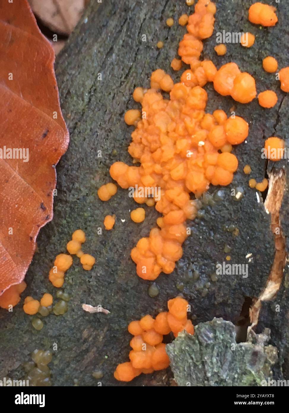 Jelly Spot Fungus (Dacrymyces stillatus) Fungi Stock Photo - Alamy