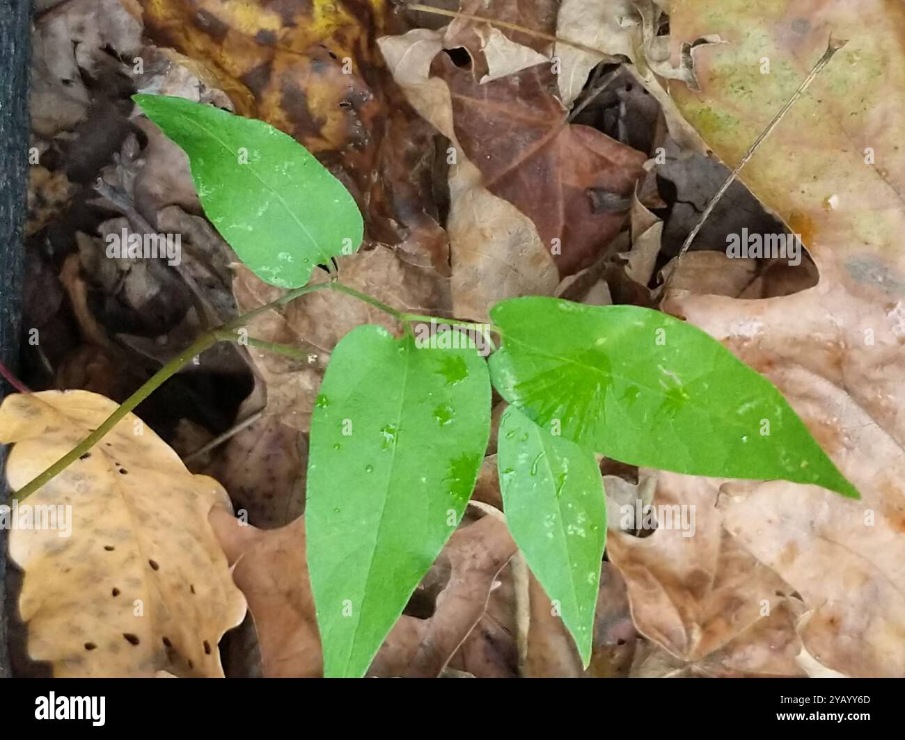 Virginia snakeroot (Aristolochia serpentaria) Plantae Stock Photo - Alamy