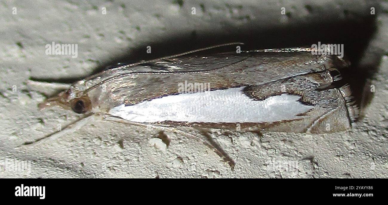 (Classeya quadricuspis) Insecta Stock Photo - Alamy