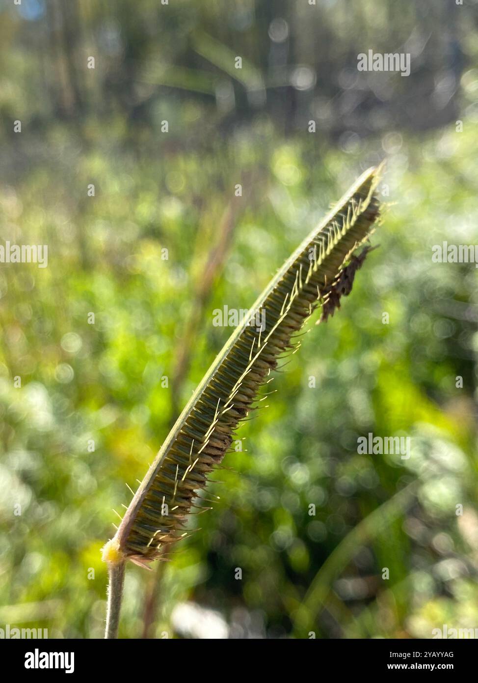 Toothache grass (Ctenium aromaticum) Plantae Stock Photo - Alamy