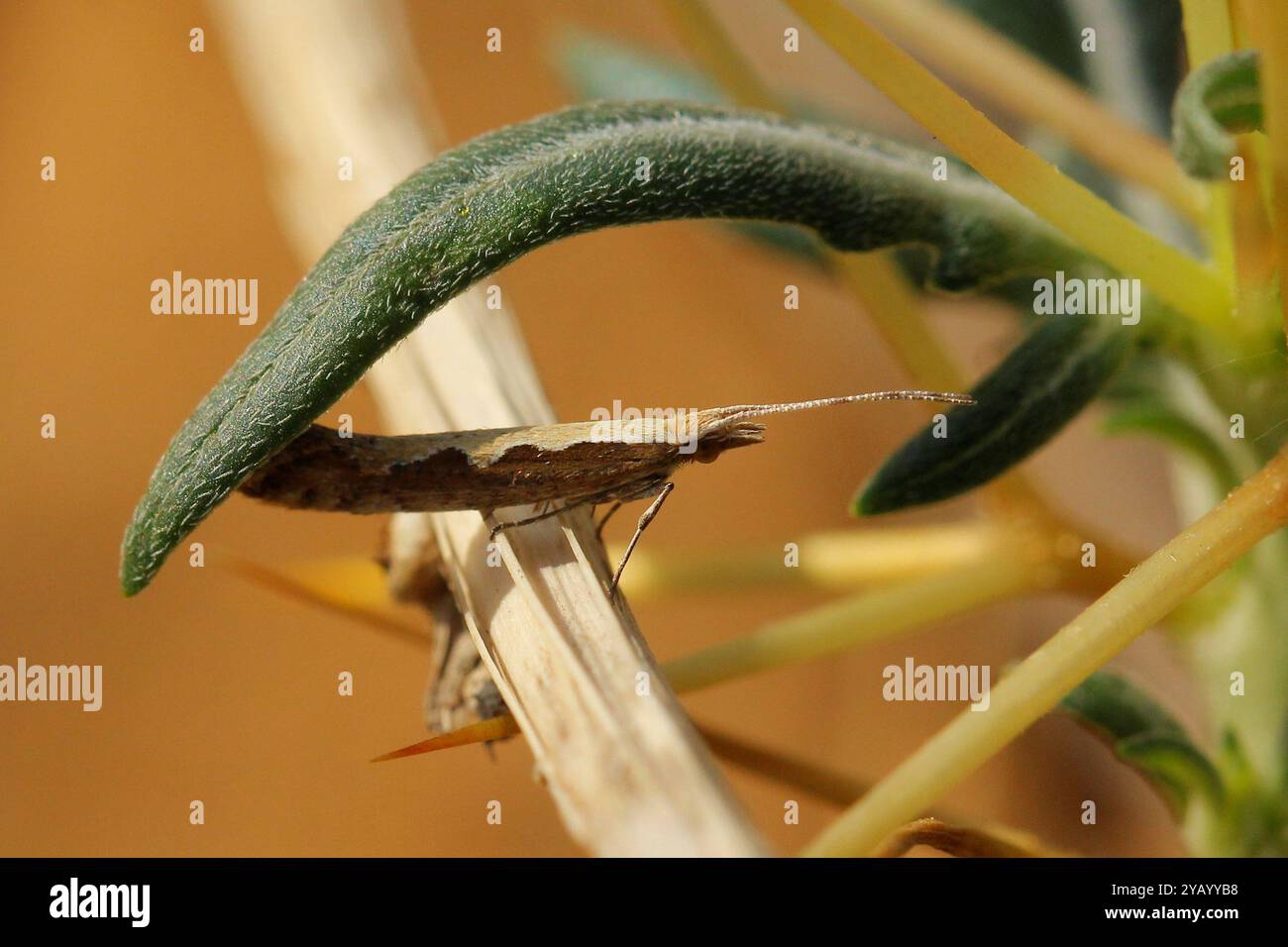 Diamondback Moth (Plutella xylostella) Insecta Stock Photo - Alamy