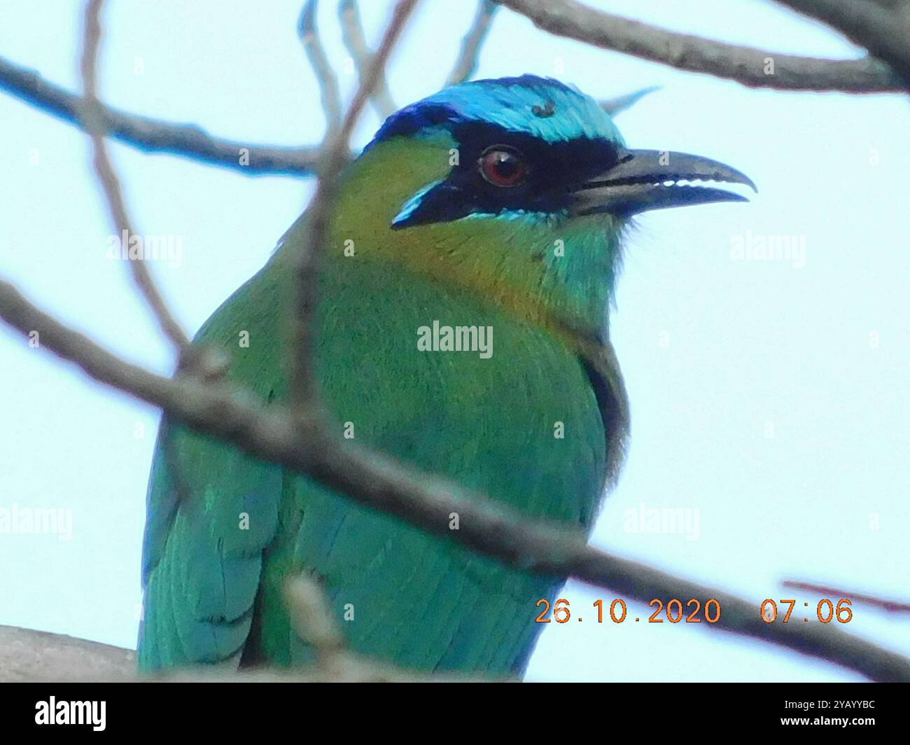 Lesson's Motmot (Momotus lessonii) Aves Stock Photo - Alamy