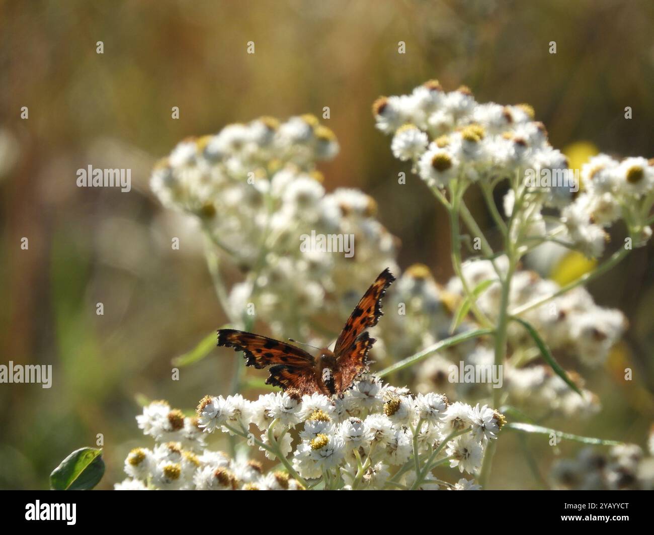Zephyr zephyrus hi-res stock photography and images - Alamy