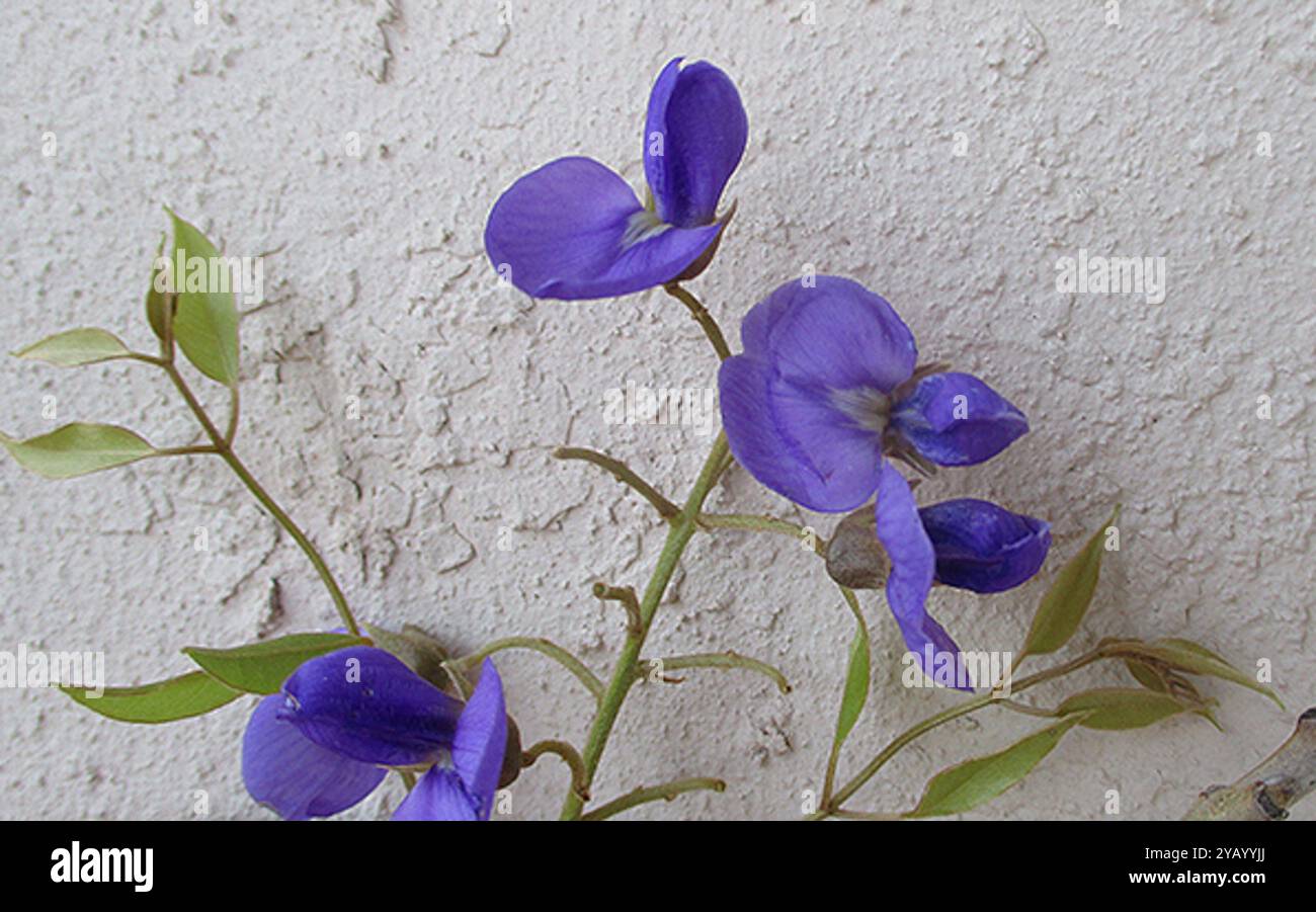 Tree-wisteria (Bolusanthus speciosus) Plantae Stock Photo - Alamy