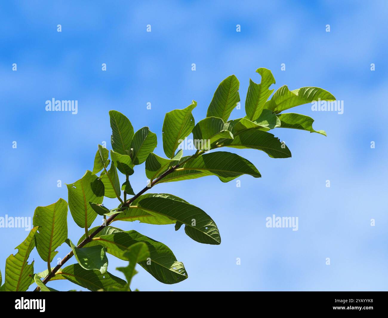 Common guava (Psidium guajava) Plantae Stock Photo - Alamy