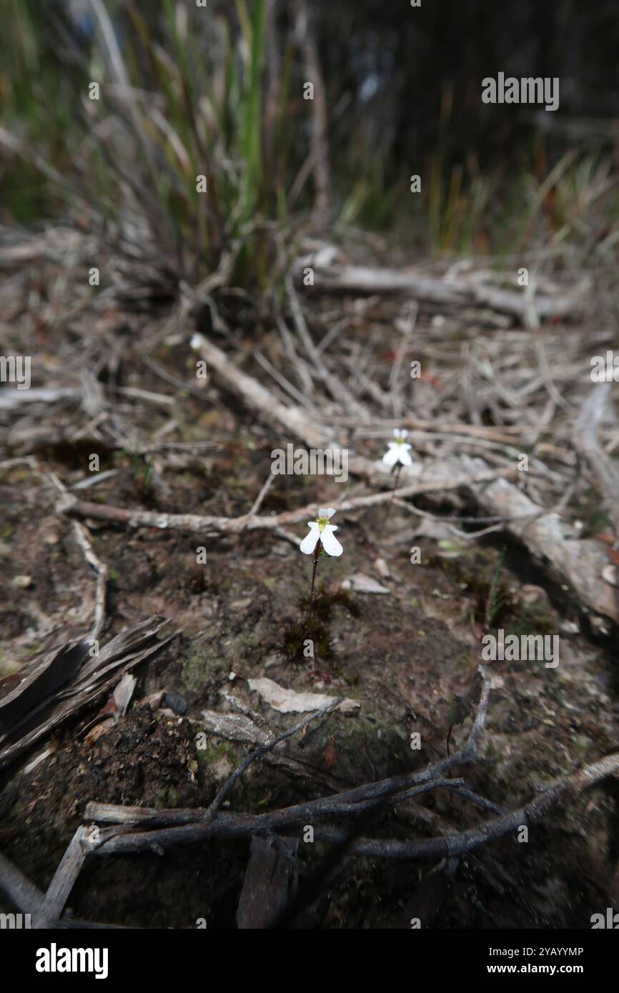Tiny Triggerplant (Stylidium perpusillum) Plantae Stock Photo - Alamy
