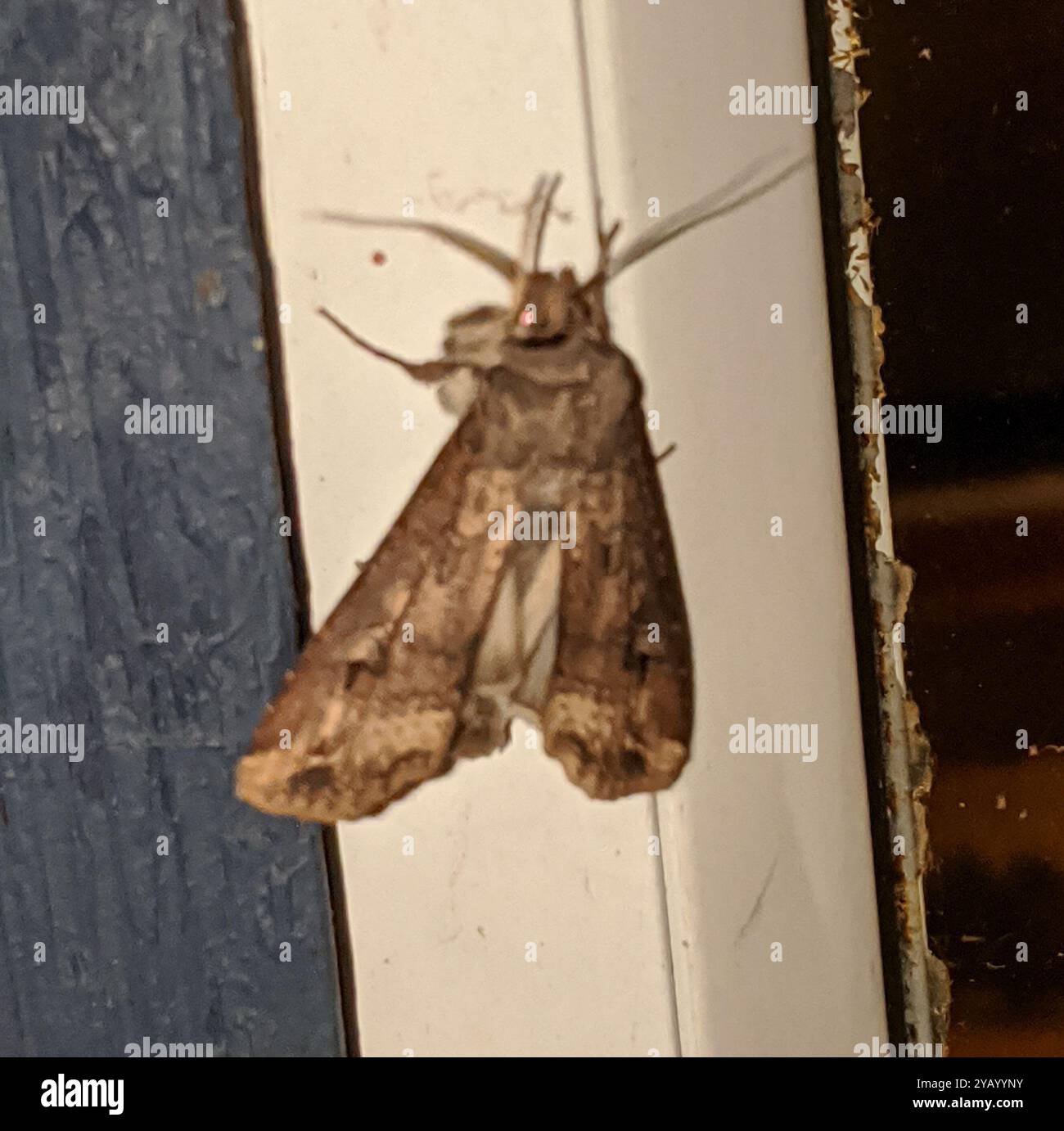 Ipsilon Dart Moth (Agrotis ipsilon) Insecta Stock Photo - Alamy