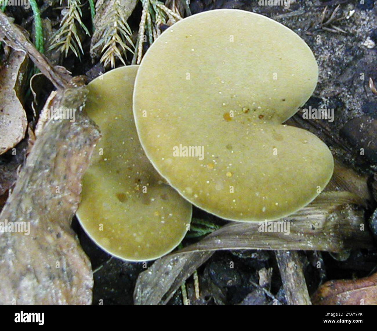boletes (Boletaceae) Fungi Stock Photo - Alamy