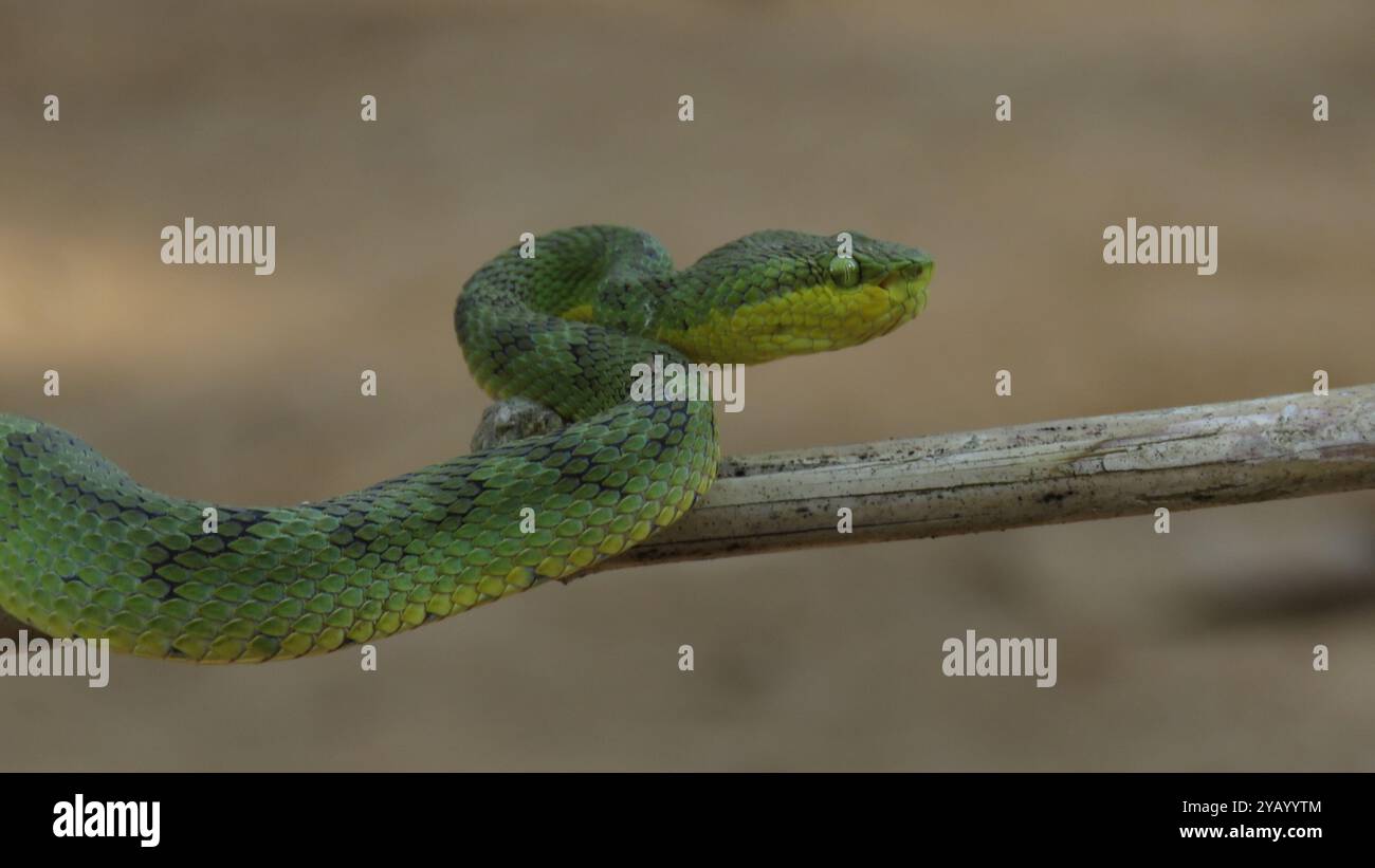 Common Bamboo Viper (Craspedocephalus gramineus) Reptilia Stock Photo ...