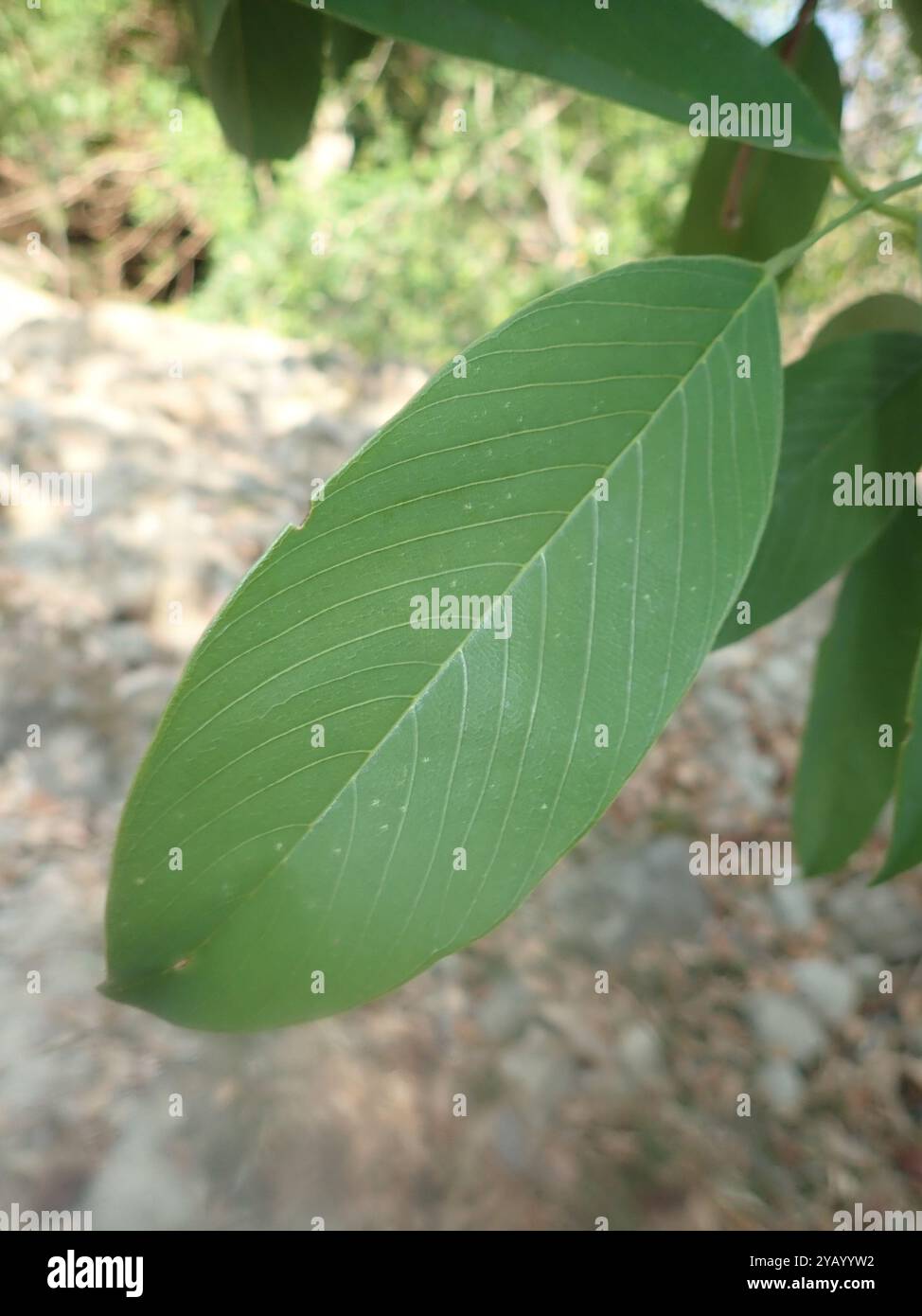 Butterfly Pea Tree (Clitoria fairchildiana) Plantae Stock Photo - Alamy