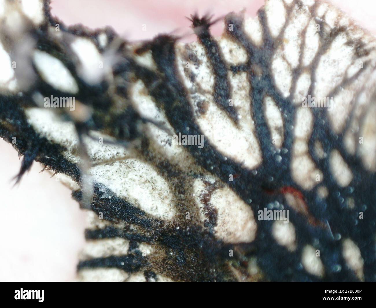 many-fruited pelt lichen (Peltigera polydactylon) Fungi Stock Photo - Alamy