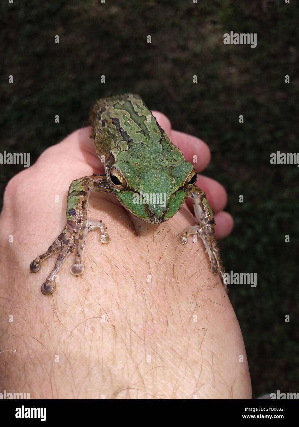 Cuban Tree Frog (Osteopilus septentrionalis) Amphibia Stock Photo - Alamy