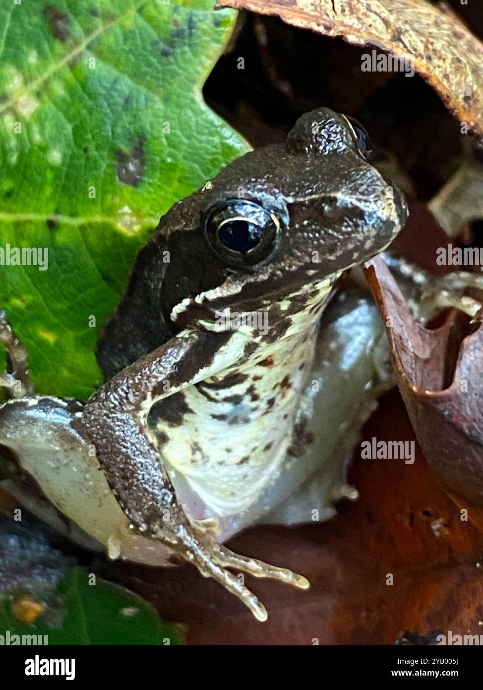European Common Frog (Rana temporaria) Amphibia Stock Photo - Alamy