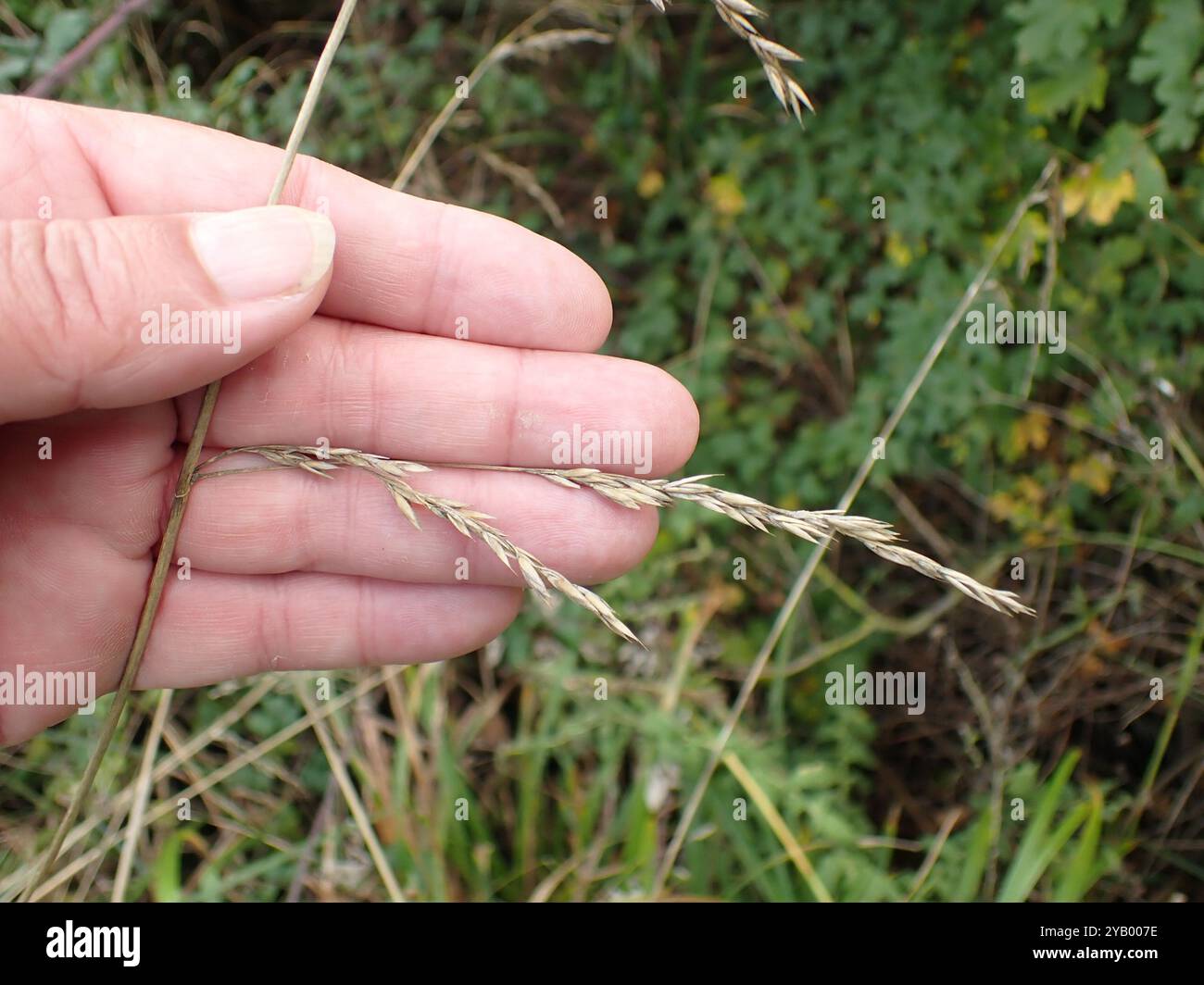 tall fescue (Lolium arundinaceum) Plantae Stock Photo - Alamy