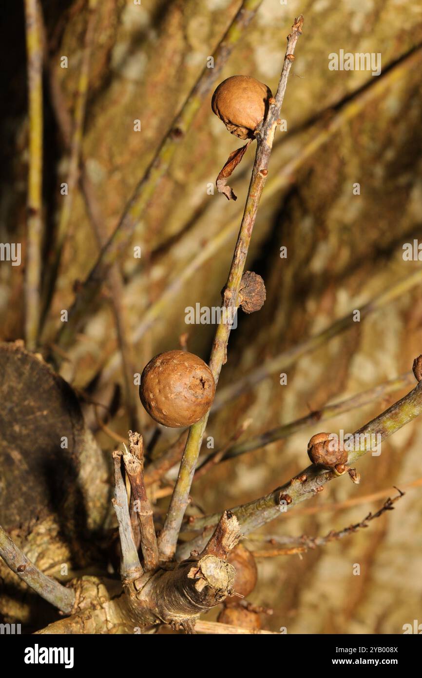Oak Marble Gall Wasp (Andricus kollari) Insecta Stock Photo - Alamy
