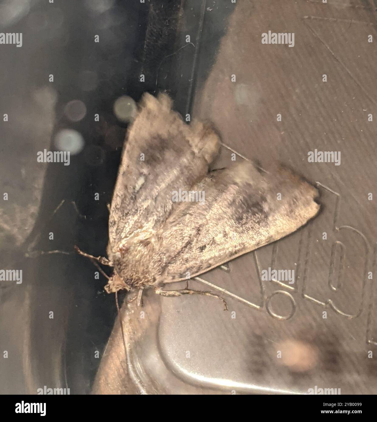American Copper Underwing (Amphipyra pyramidoides) Insecta Stock Photo ...