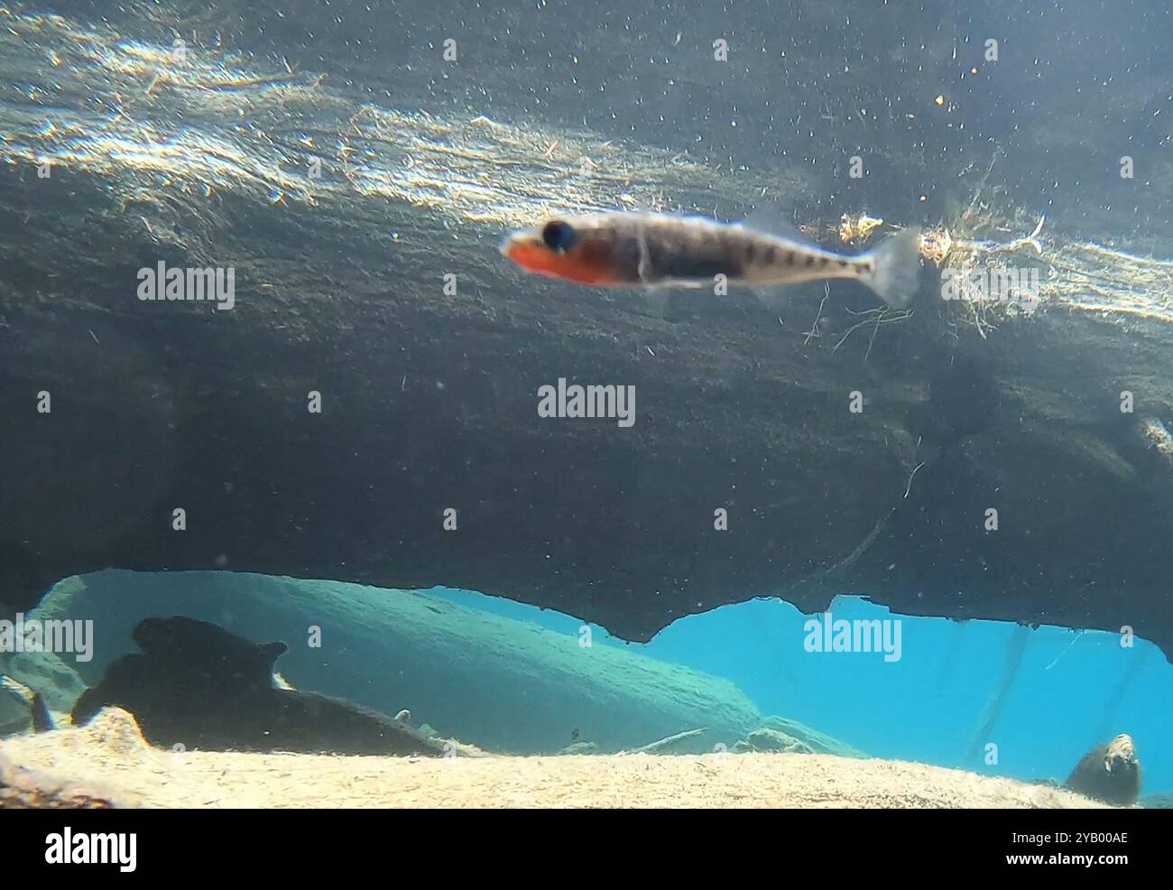 Threespine Stickleback (Gasterosteus aculeatus) Actinopterygii Stock ...