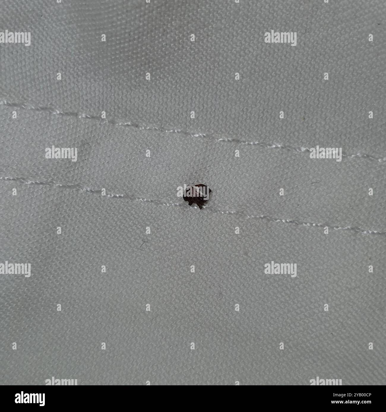 Pony Ants (Rhytidoponera) Insecta Stock Photo - Alamy