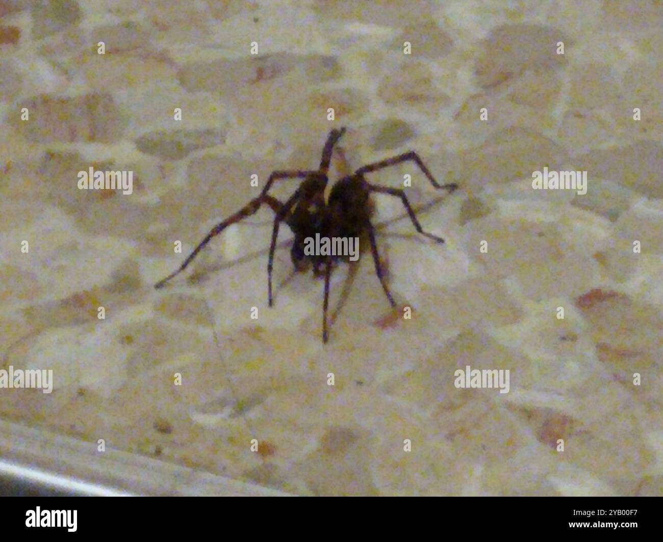 Spiders (Araneae) Arachnida Stock Photo - Alamy