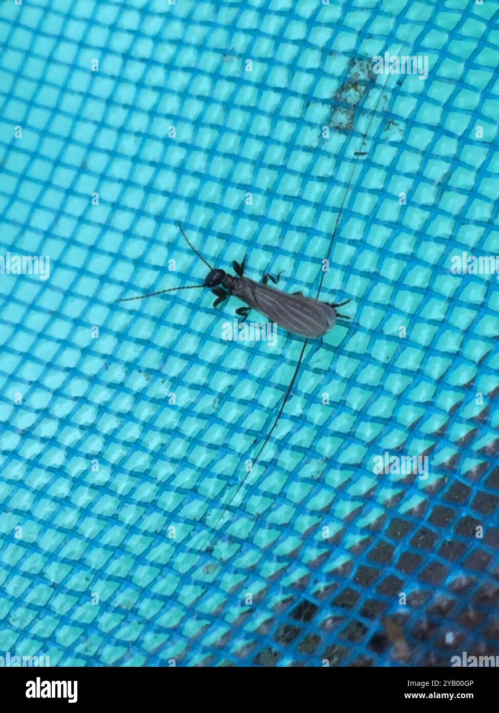 Webspinners (Embioptera) Insecta Stock Photo - Alamy