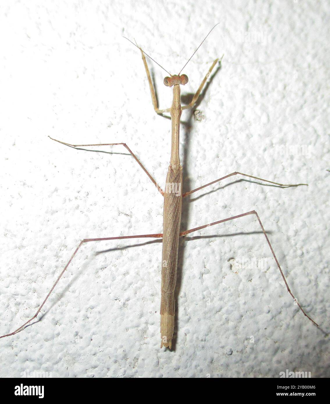 African Stick Mantises (Hoplocorypha) Insecta Stock Photo - Alamy