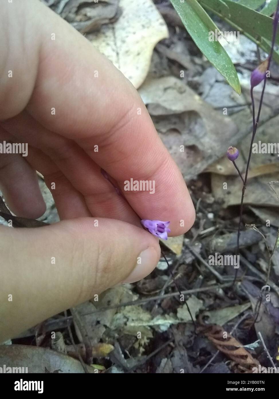 Nodding nixie (Apteria aphylla) Plantae Stock Photo - Alamy