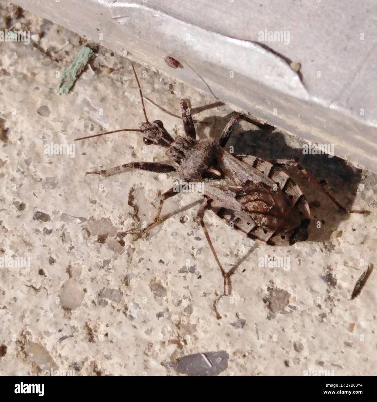 Coranus griseus hi-res stock photography and images - Alamy