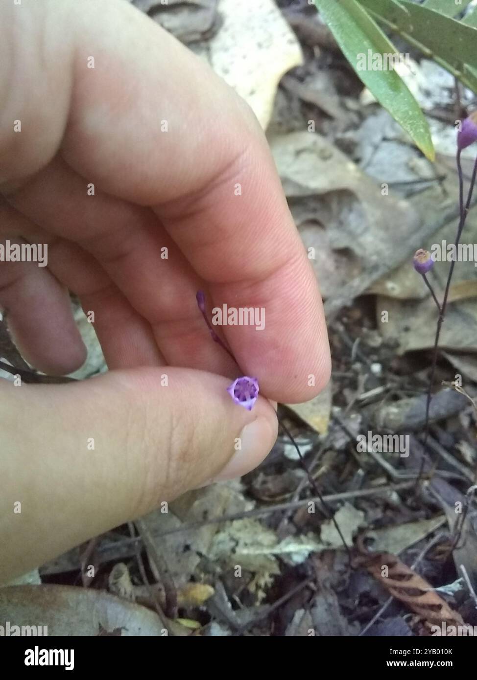 Nodding nixie (Apteria aphylla) Plantae Stock Photo - Alamy