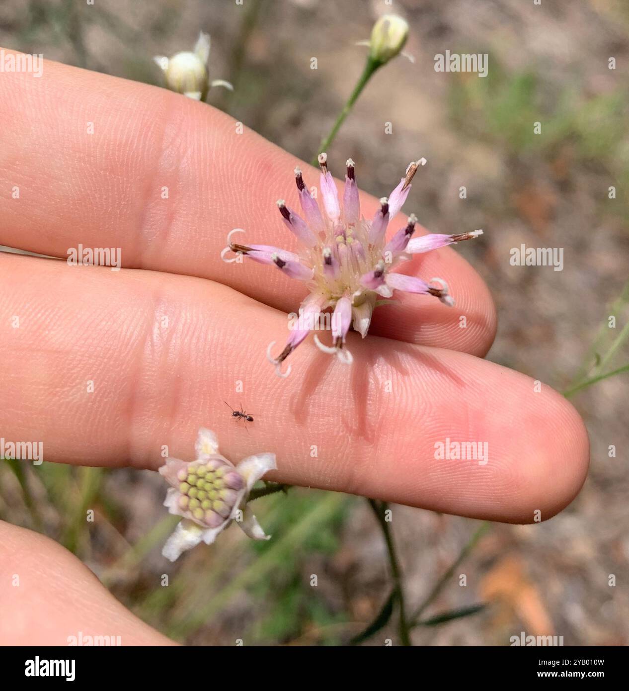 Coastalplain Palafox (Palafoxia integrifolia) Plantae Stock Photo - Alamy