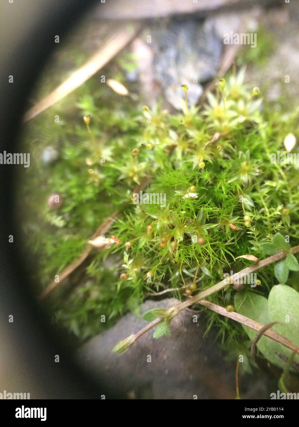 Common Pottia (Tortula truncata) Plantae Stock Photo - Alamy