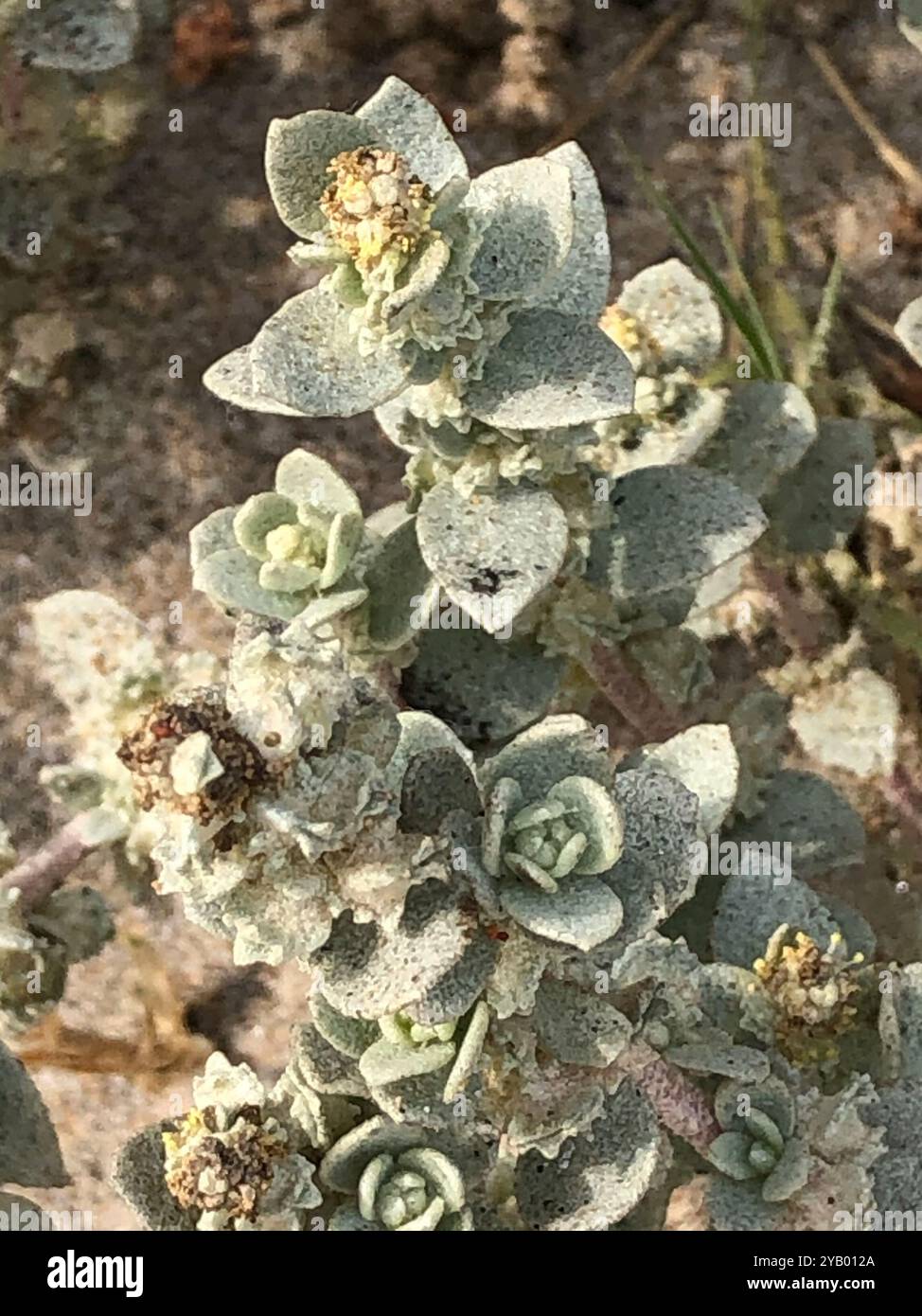 beach saltbush (Atriplex leucophylla) Plantae Stock Photo - Alamy