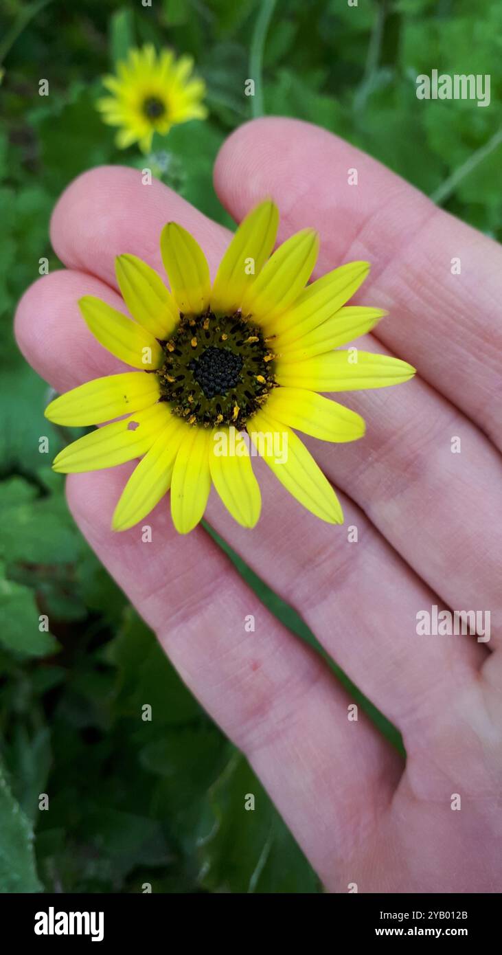 Capeweed (Arctotheca calendula) Plantae Stock Photo - Alamy