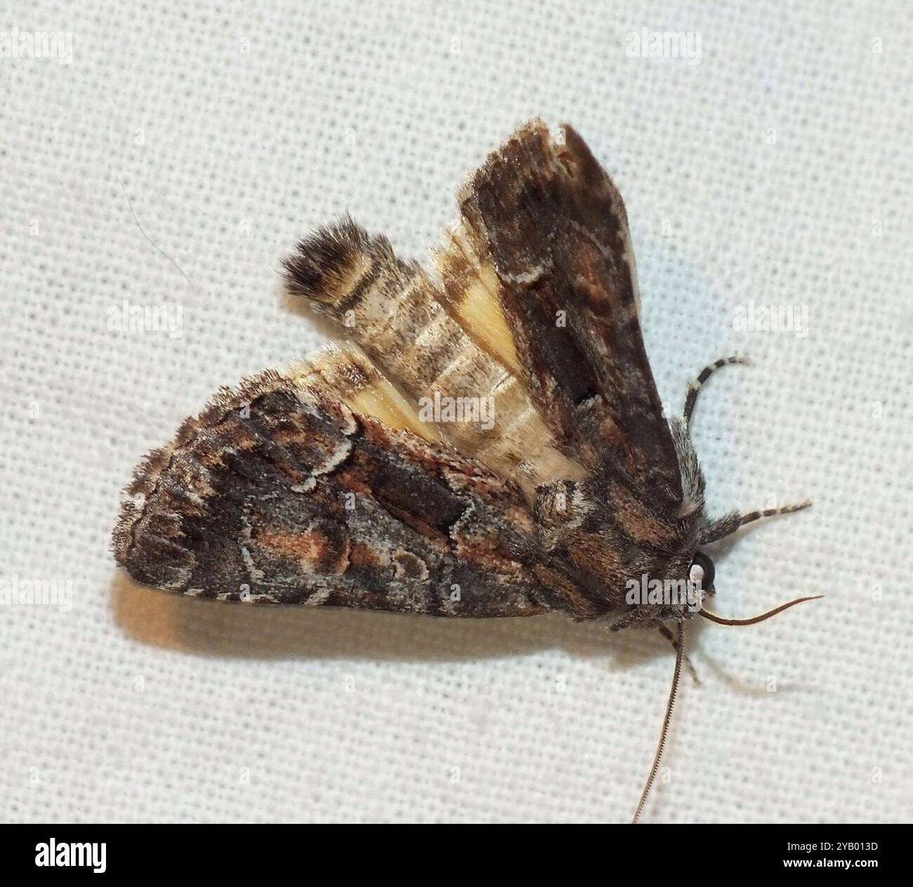 Straw Underwing (Thalpophila matura) Insecta Stock Photo - Alamy