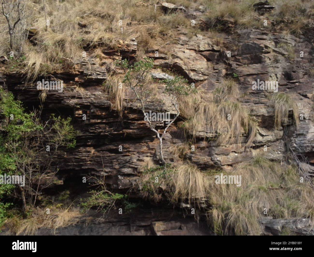 Wing-Leaved Wooden-Pea (Schrebera alata) Plantae Stock Photo - Alamy