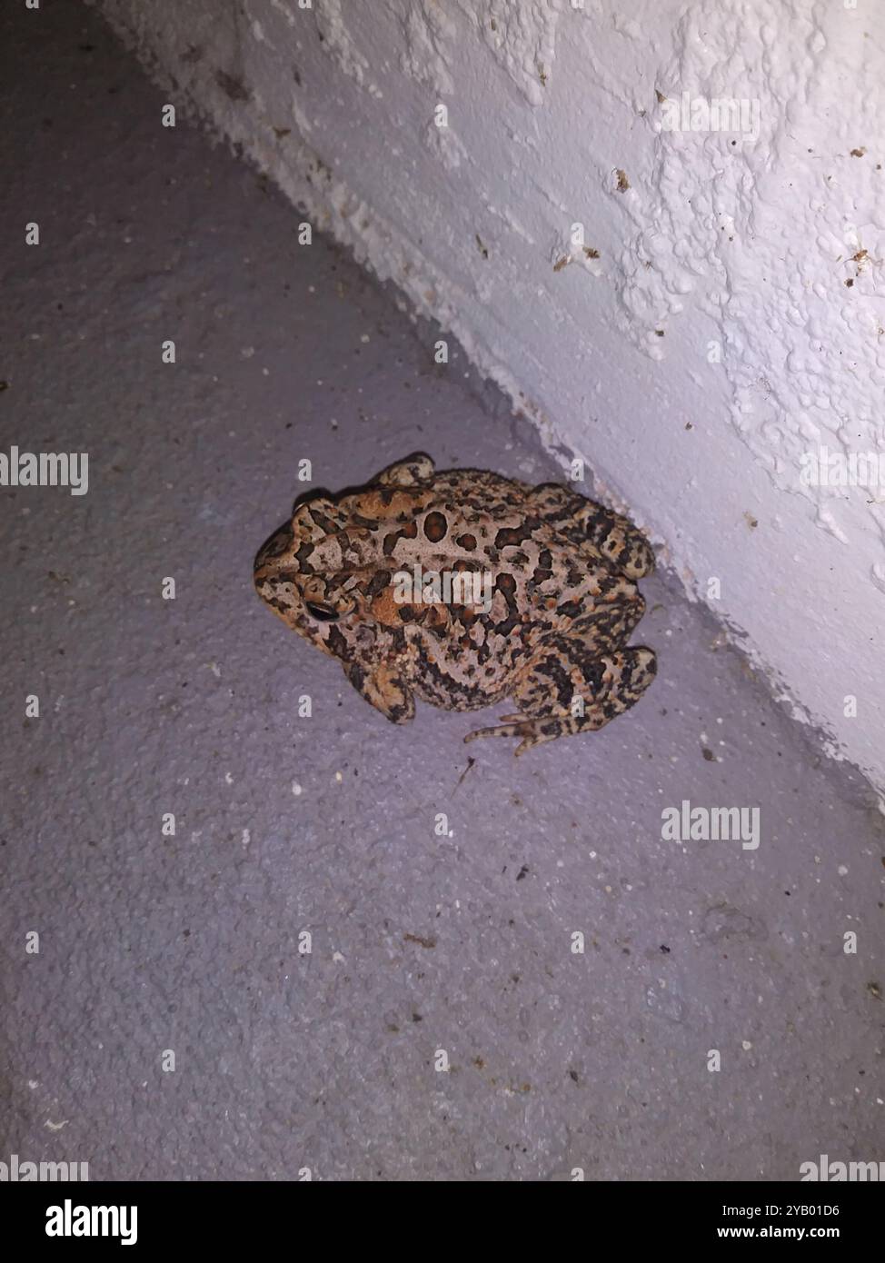 Southern Toad (Anaxyrus terrestris) Amphibia Stock Photo - Alamy