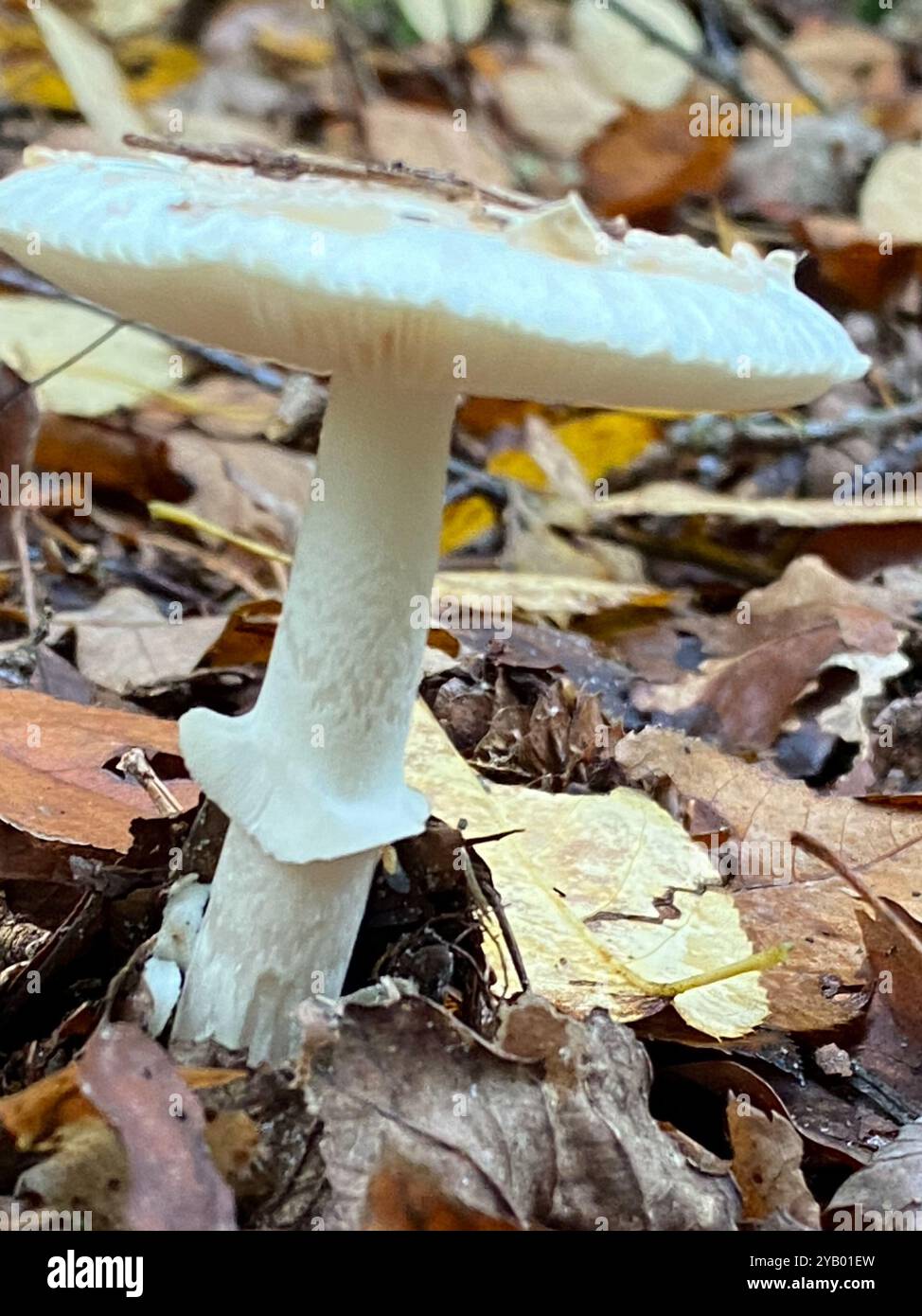 False Death-cap (Amanita mappa) Fungi Stock Photo - Alamy