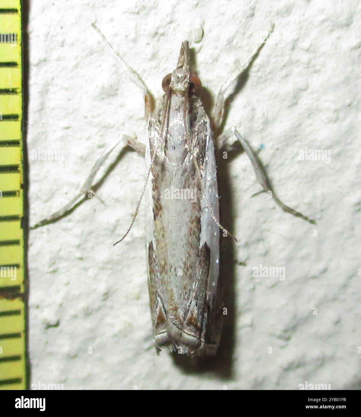 (Classeya quadricuspis) Insecta Stock Photo - Alamy