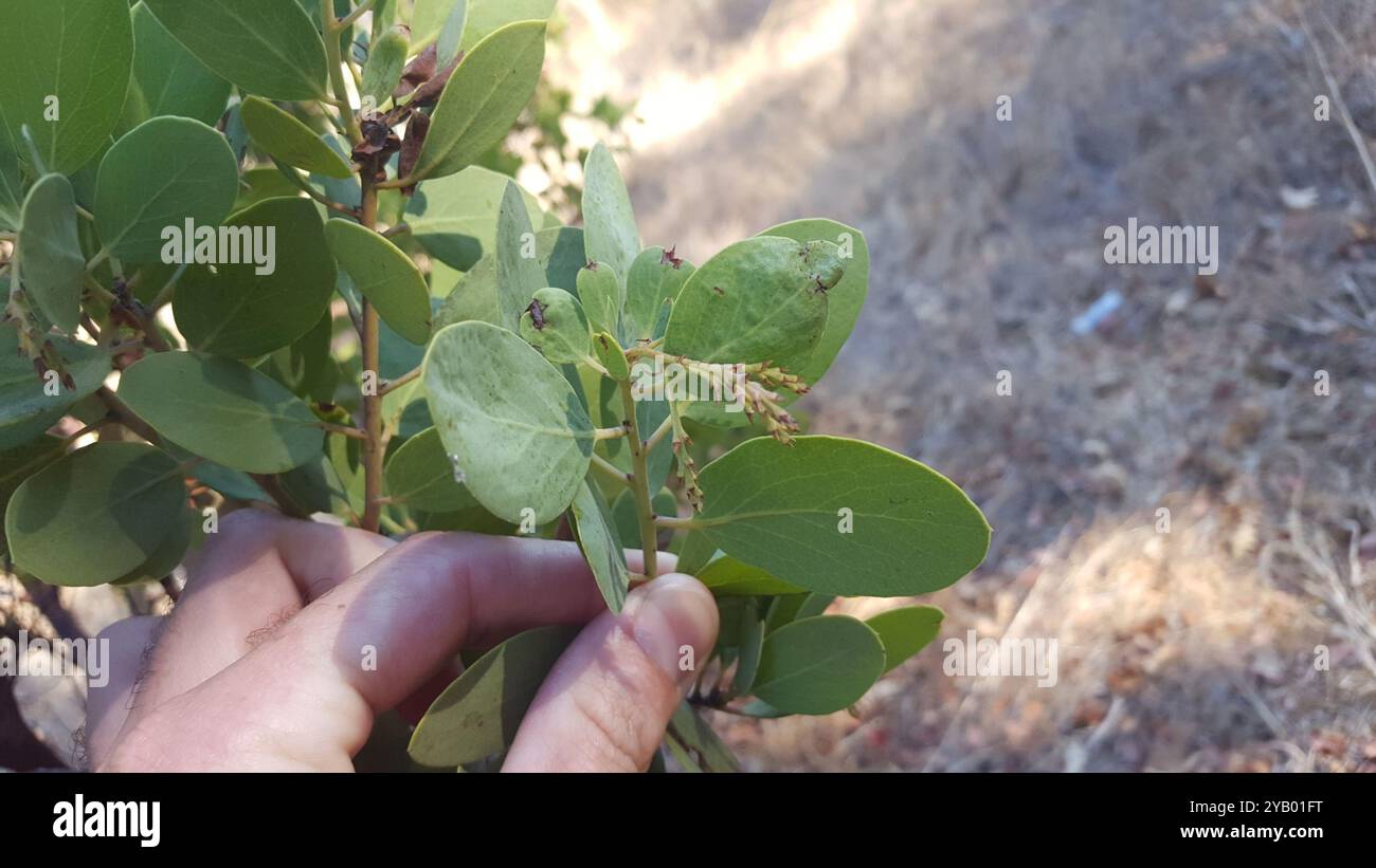 Common Manzanita (Arctostaphylos manzanita) Plantae Stock Photo - Alamy