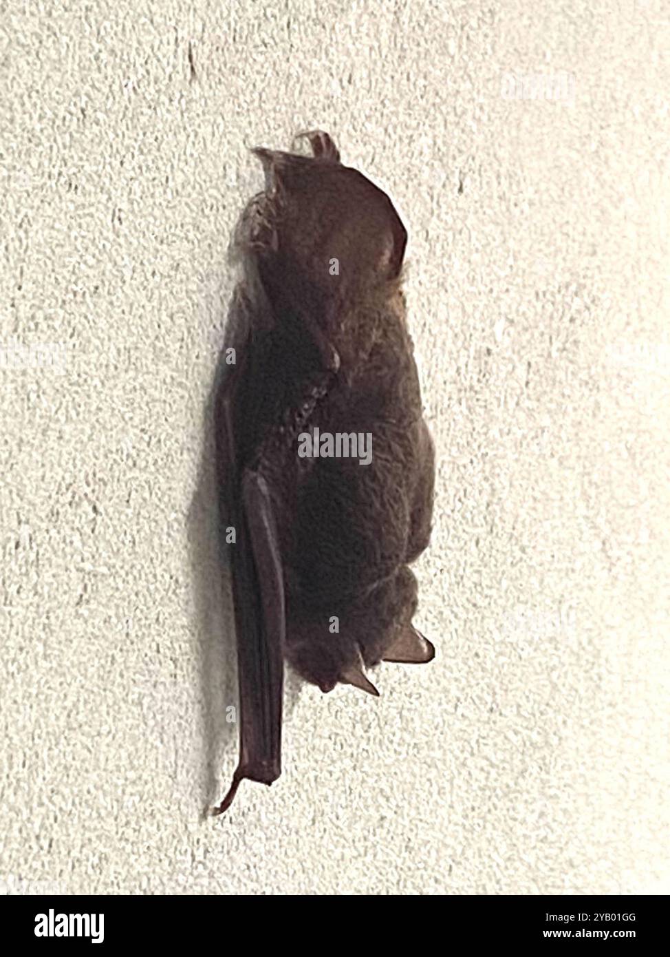 Tricolored Bat (Perimyotis subflavus) Mammalia Stock Photo - Alamy