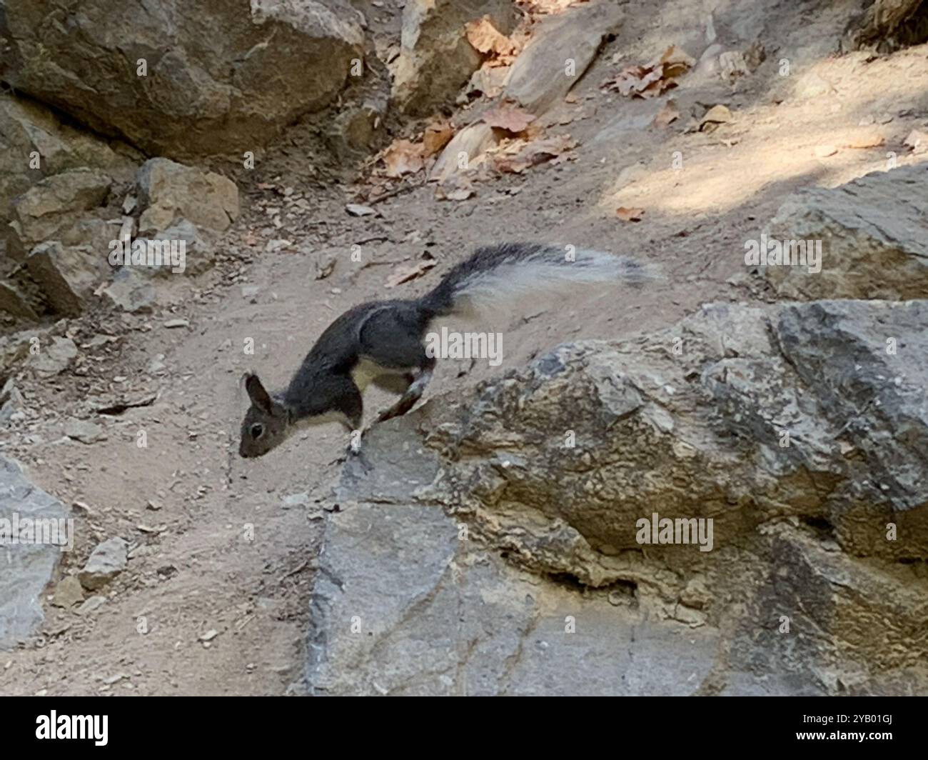 Sciurus aberti aberti hi-res stock photography and images - Alamy