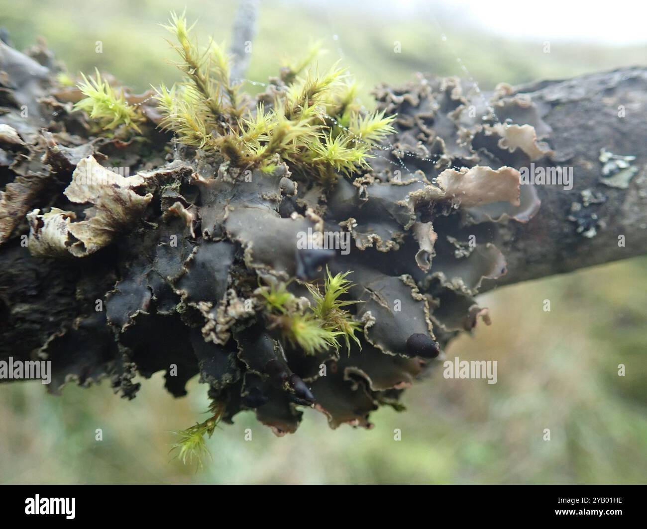 Blacksaddle pelt lichen (Peltigera neckeri) Fungi Stock Photo - Alamy
