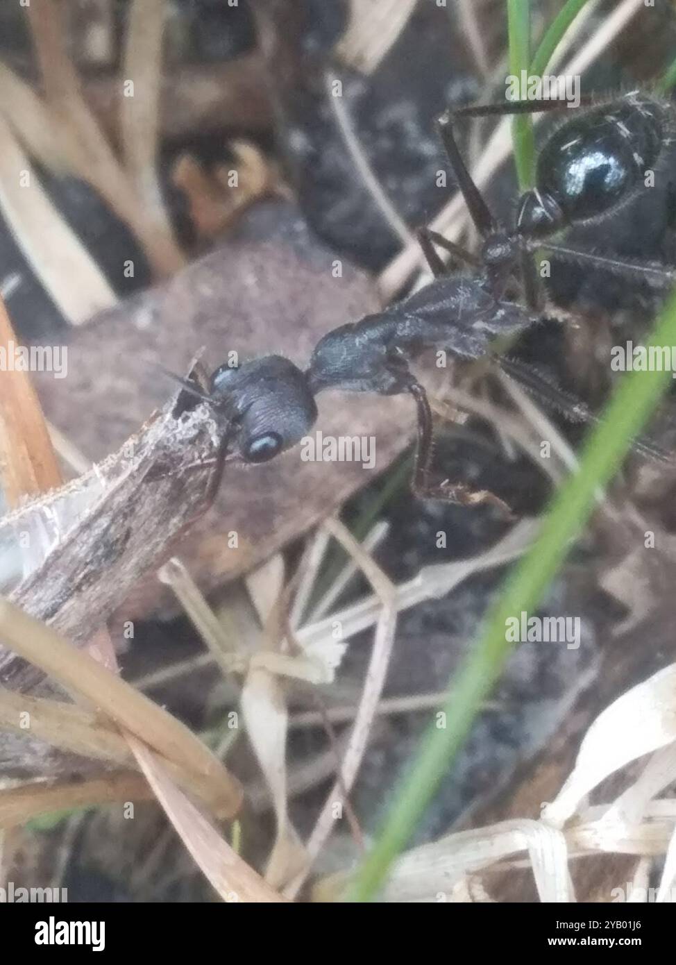 Myrmecia pyriformis hi-res stock photography and images - Alamy