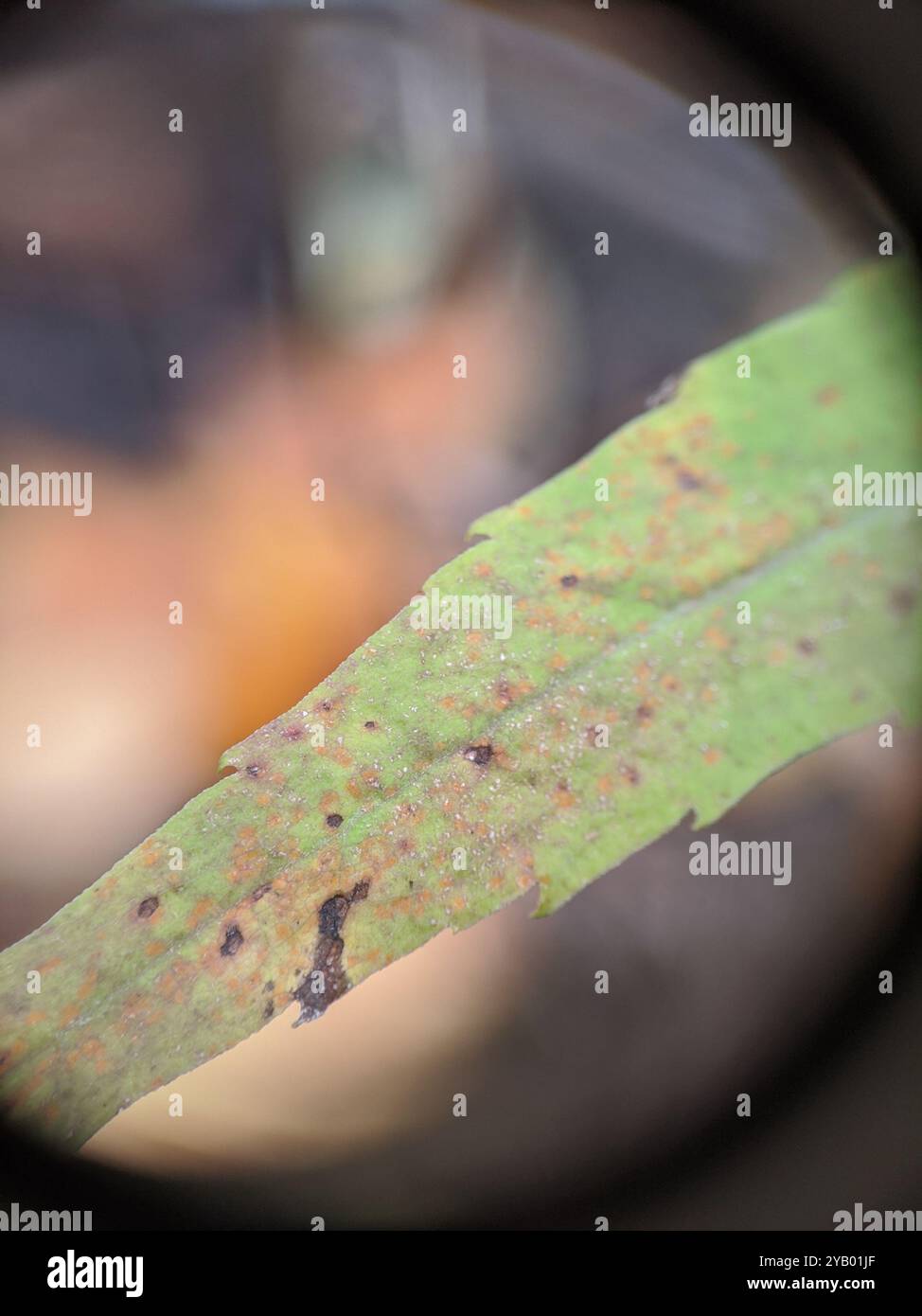 rust fungi (Pucciniales) Fungi Stock Photo - Alamy