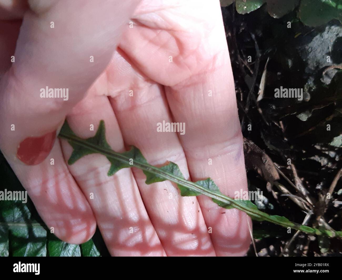 Blechnum chambersii hi-res stock photography and images - Alamy