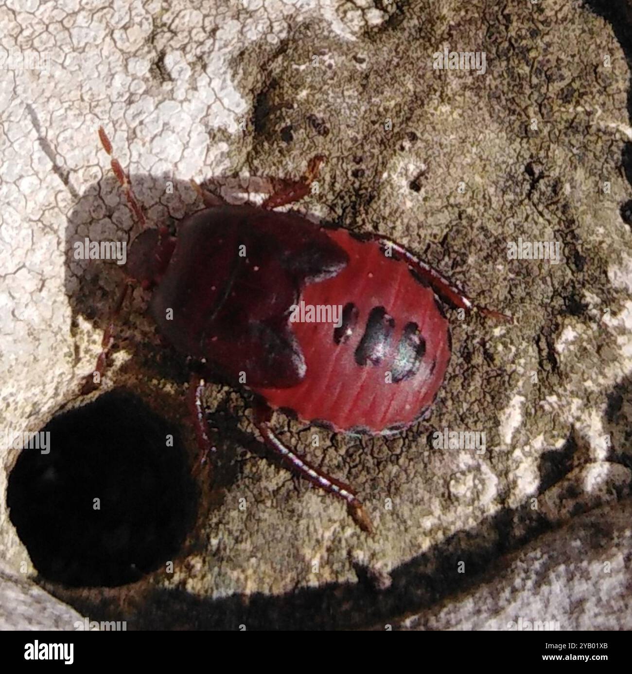 Black burrowing bug (Cydnus aterrimus) Insecta Stock Photo - Alamy