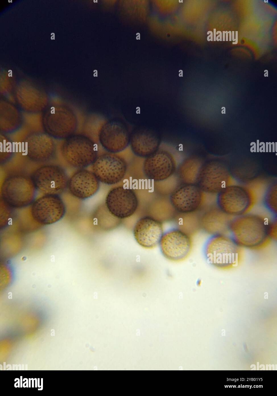 (Comatricha nigra) Protozoa Stock Photo - Alamy
